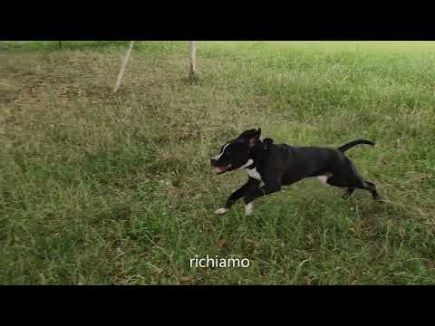 Tyson Amstaff