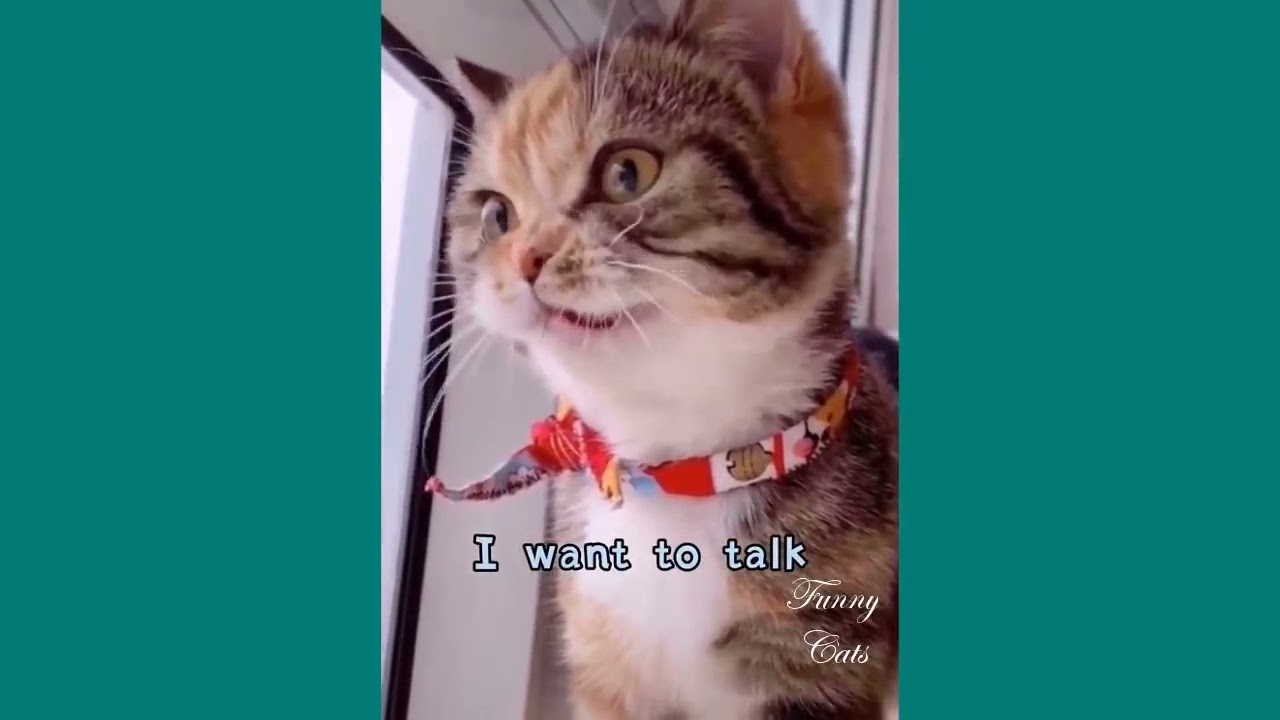 kucing lucu gemoy - YouTube