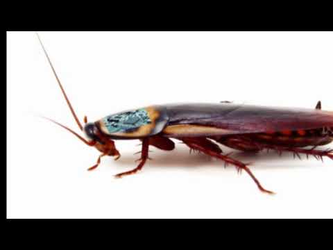 roach chips - YouTube