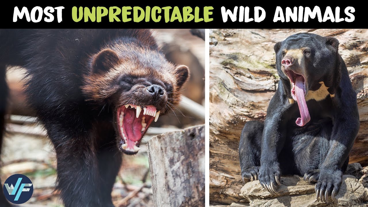 10 Most Unpredictable Wild Animals - YouTube