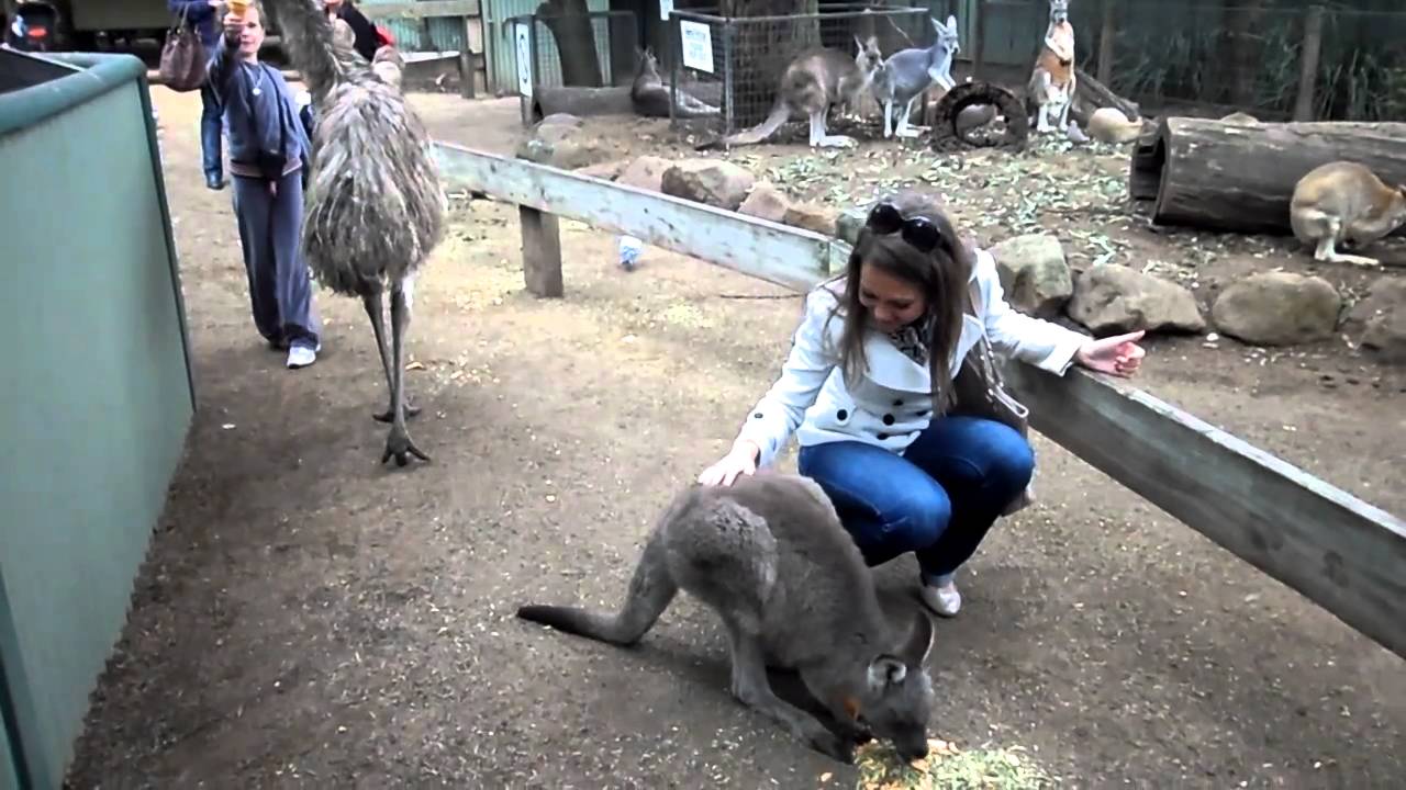 EMU ATTACK - YouTube
