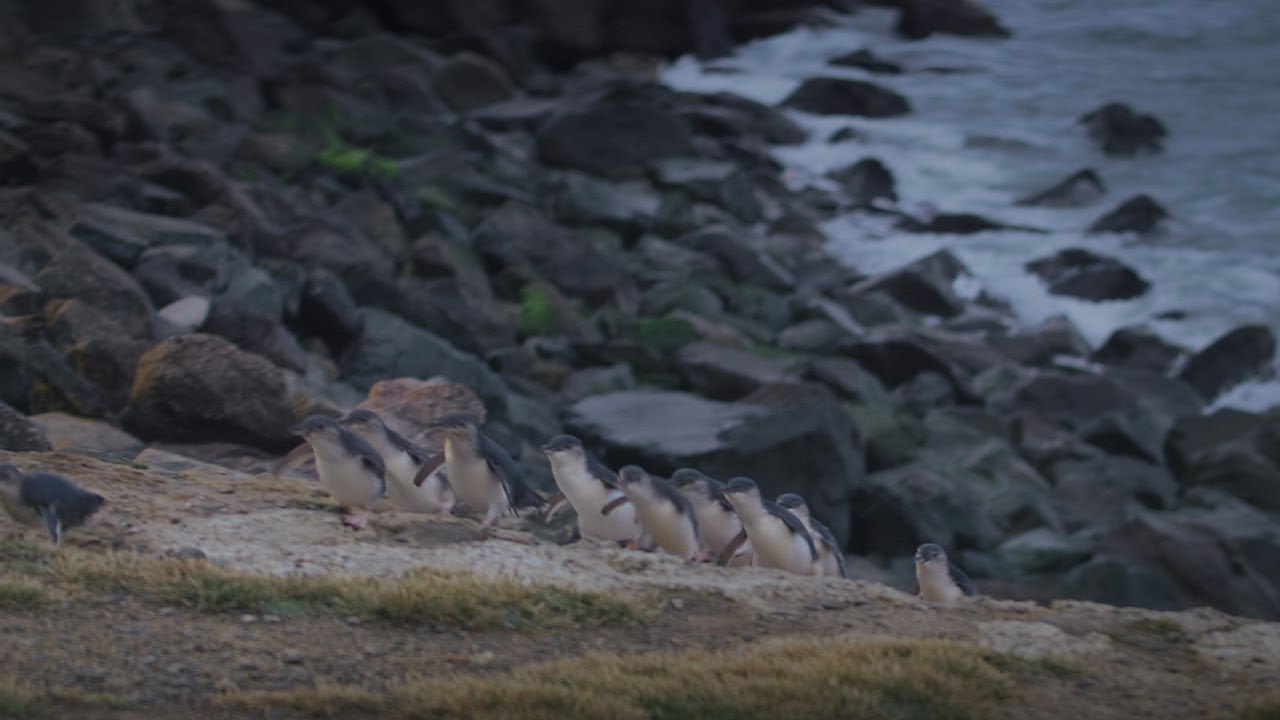 Blue Penguin Colony Oamaru New Zealand - YouTube