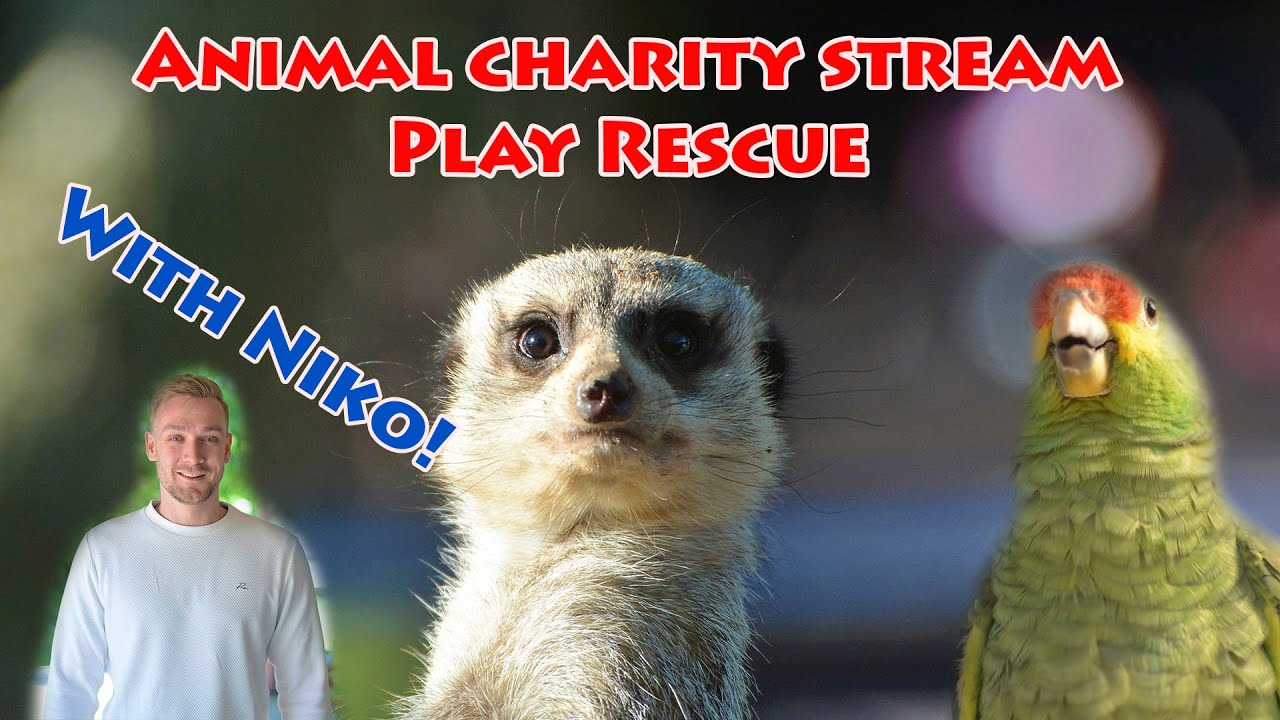 Rescue animal story - From the rescue zoo - Play Rescue streaming in ...