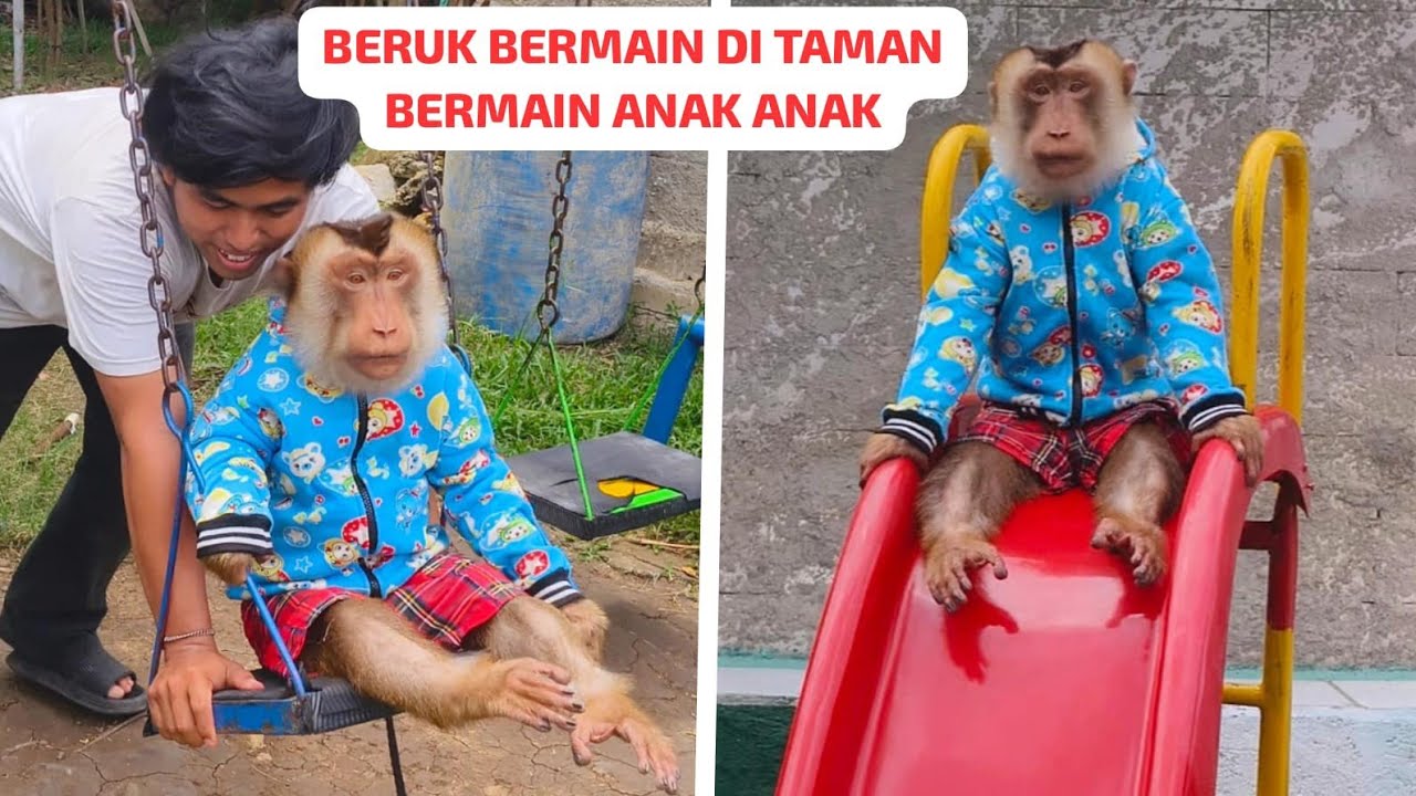 Beruk Monyong Bermain di taman‼️Monyong si beruk muka datar - YouTube