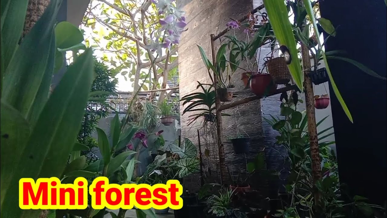 Koleksi Tanaman Hias di Halaman Rumah Bertambah || Halaman Rumah ...