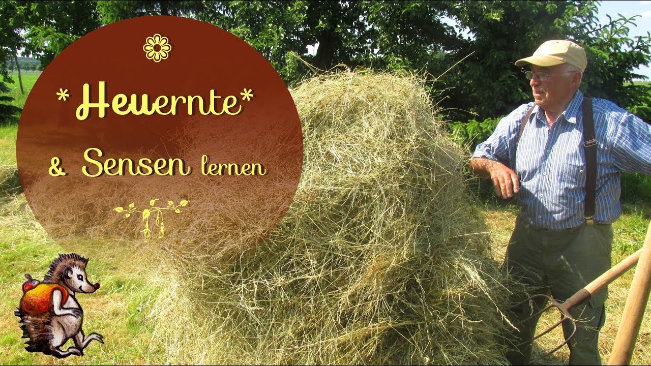 Heuernte 🐛 | 🌞 Sensen lernen | das erste Mal Heu machen - YouTube