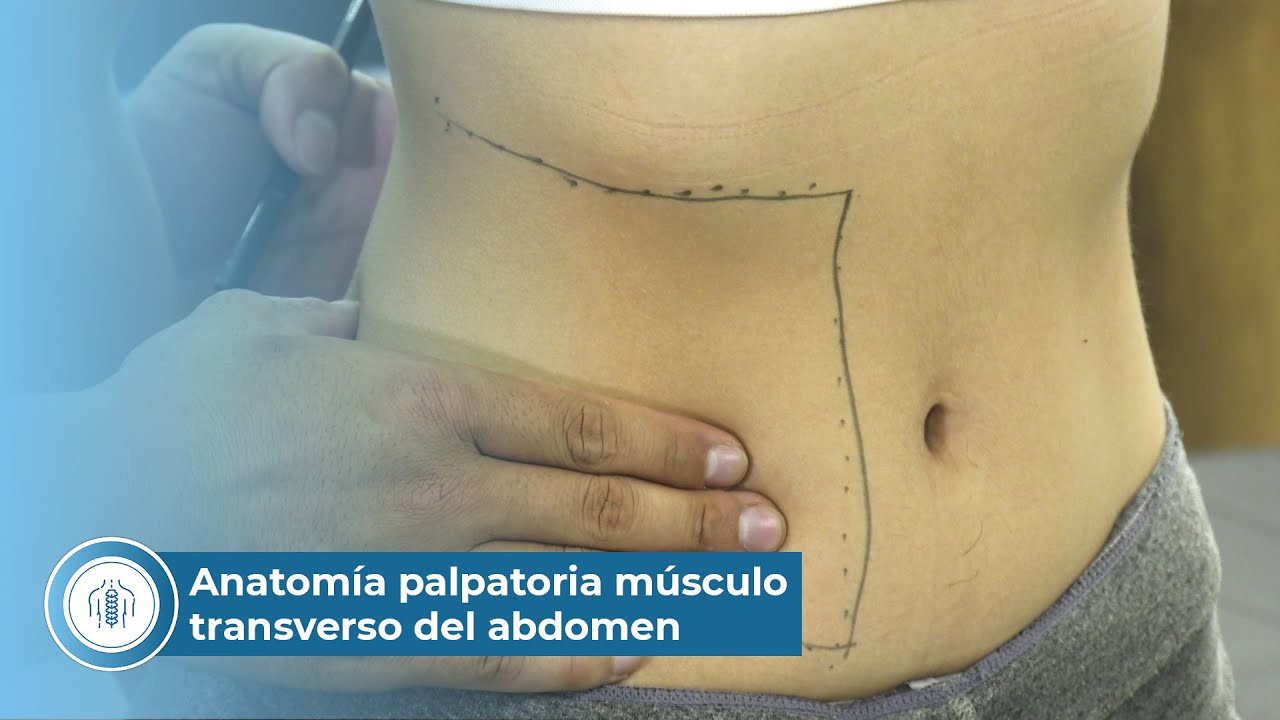 Anatomía palpatoria músculo transverso del abdomen - YouTube