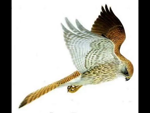 The Call Of The Kestrel - YouTube