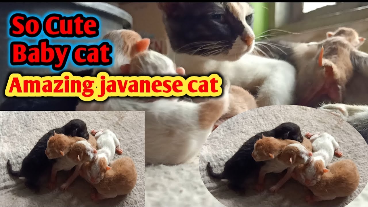 cute java cat/anak kucing Jawa blesteran kucing Anggora - YouTube