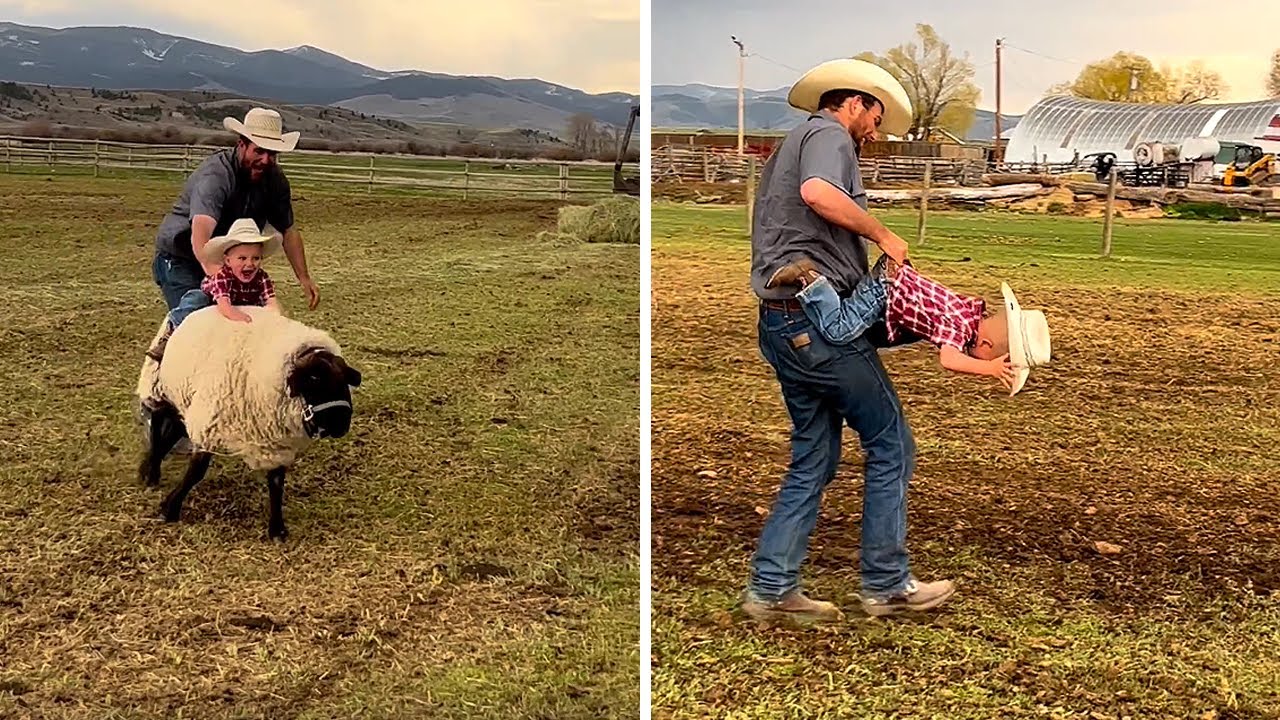 Little boy has a hilarious sheep-riding adventure with dad - YouTube