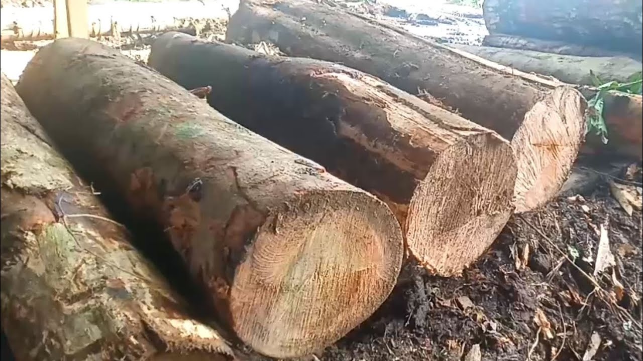 Kayu getah size 1.1/2×3 - YouTube