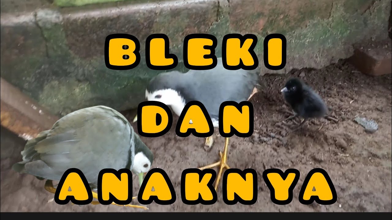 BLEKI DAN ANAKNYA - YouTube