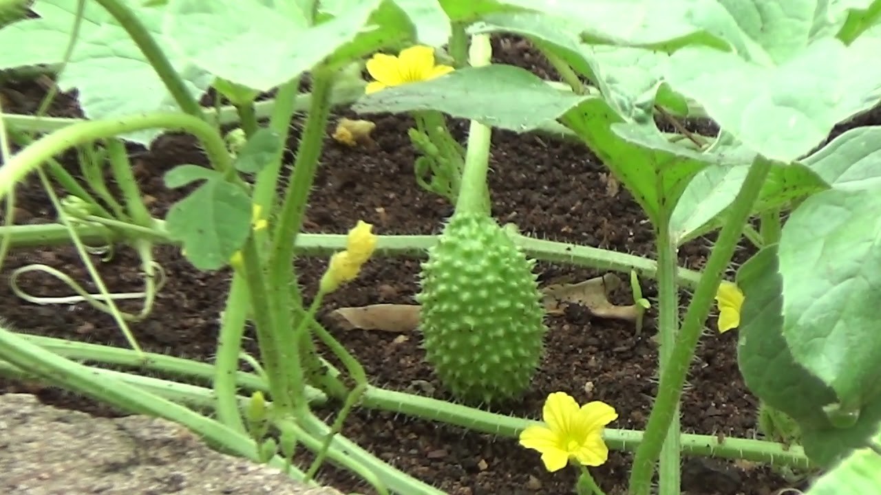 Você sabia ? # 261 - O Maxixe - YouTube