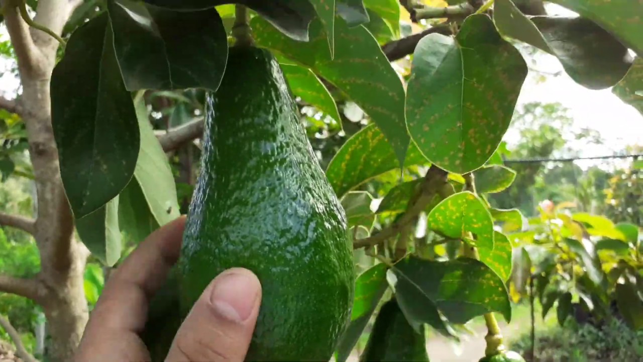 ALPUKAT PLUWANG TIADA HENTI BERBUAH - YouTube
