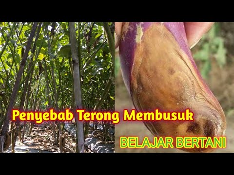 Penyebab buah terong busuk dan pengendaliannya - YouTube