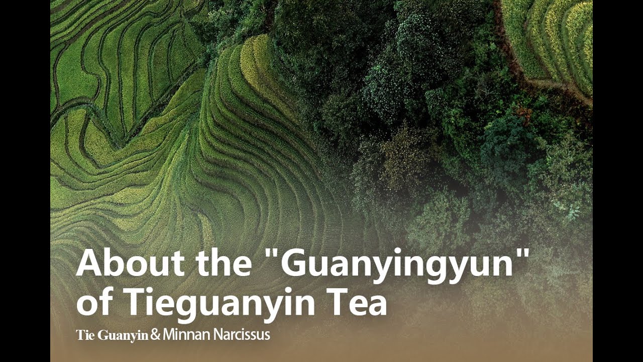 About the "Guanyinyun" of Tieguanyin Tea - YouTube