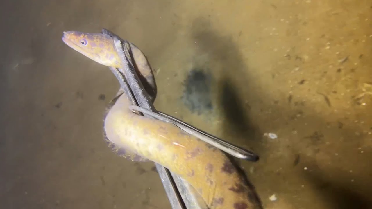 Diving for seafood, what did you catch today？ | Part 17-1 - YouTube