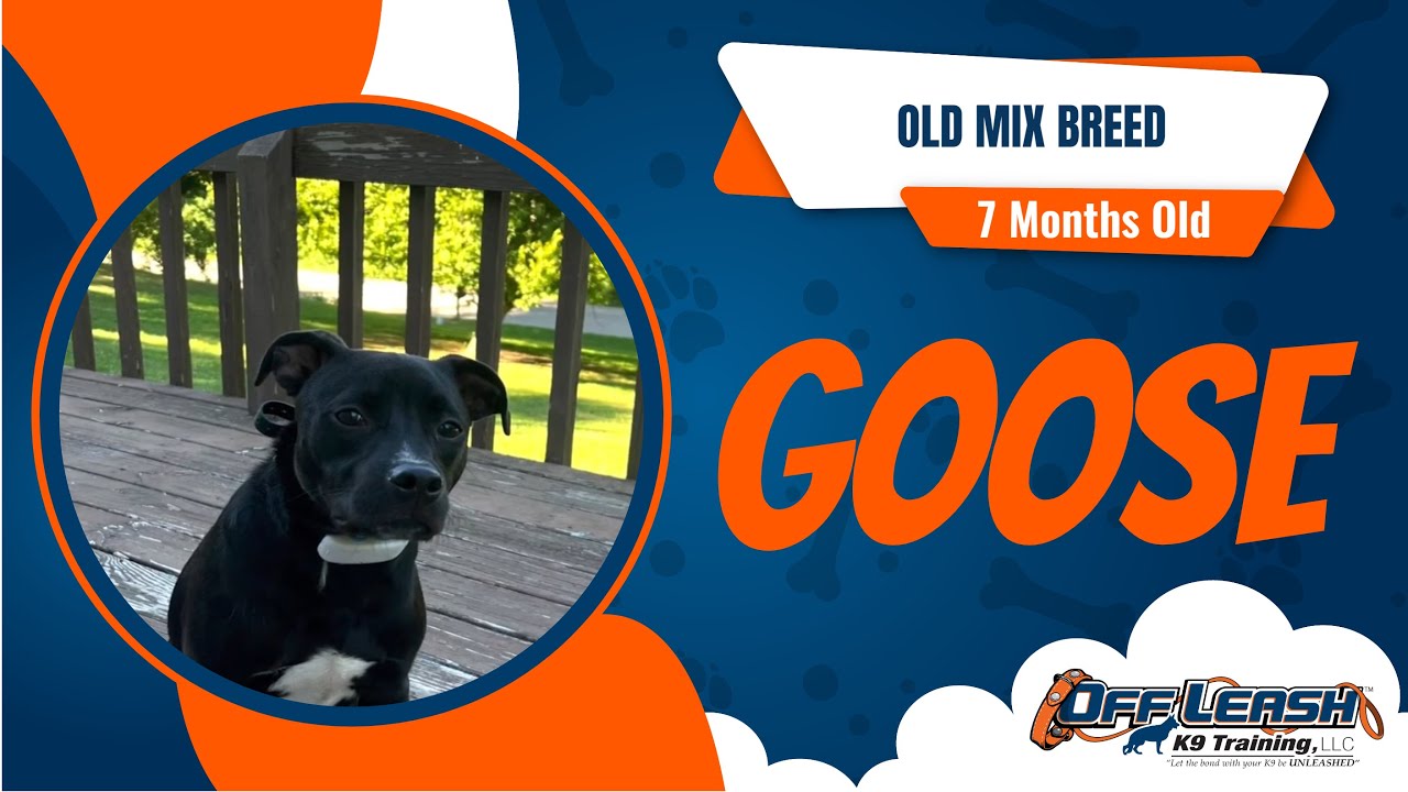 Experience Off-Leash Excellence: Goose's K9 Training Success Story ...