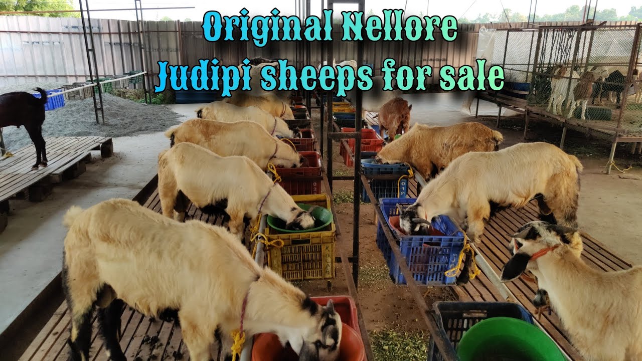 Original Nellore Judipi sheeps for sale {MMA Sheep farm} - YouTube