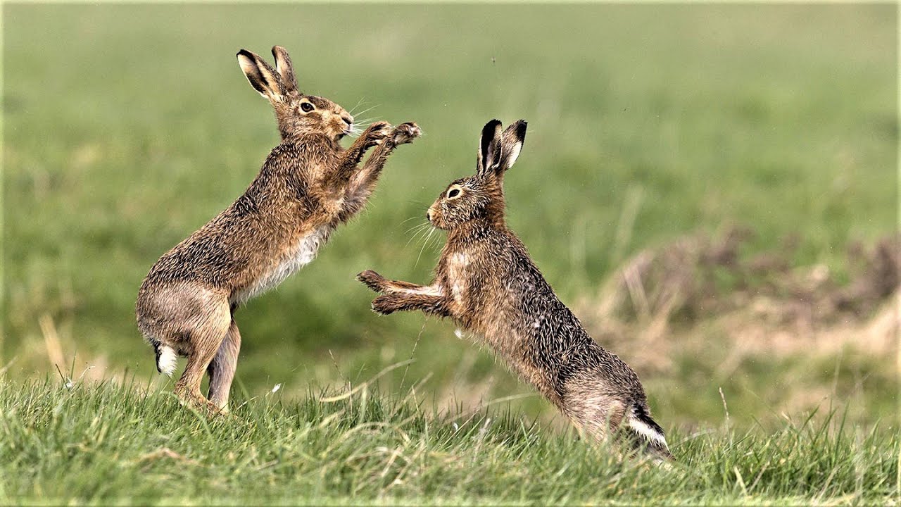 Stoat Attacks And Kills Rabbit. - YouTube