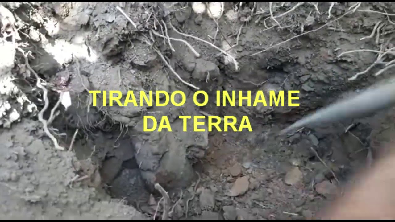COMO TIRAR A RAIZ DO INHAME DA TERRA - YouTube