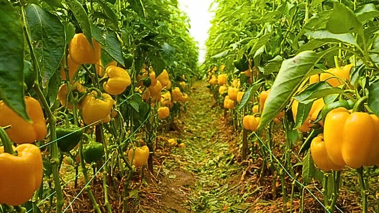 Ultimate Guide to Capsicum Farming & Harvesting: Tips for a Bountiful ...