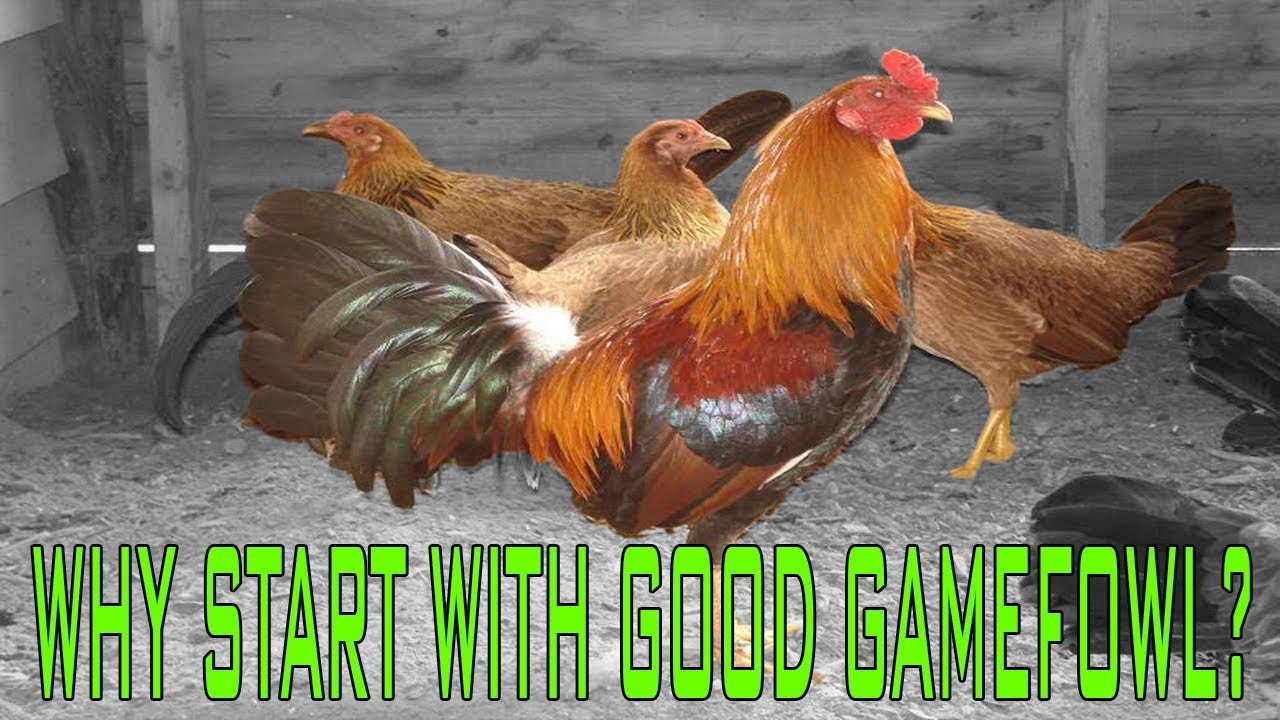 WHY START WITH GOOD GAME FOWL BREEDING MATERIALS? - YouTube