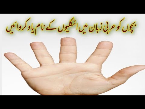 Fingers name | in Arabic | in urdu | in English | interested ...