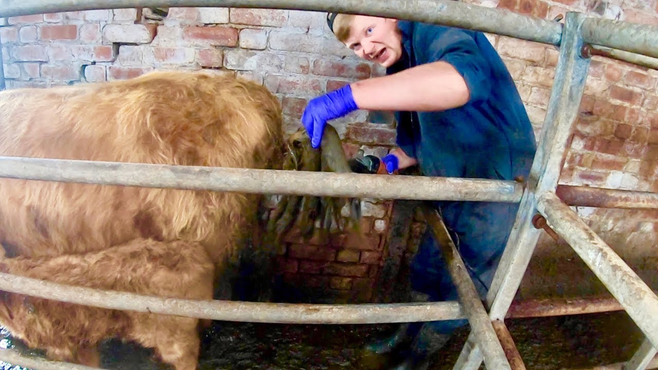 HUGE MUCK BUTTONS ON THE HIGHLANDS... WHAT A MESS ! - YouTube