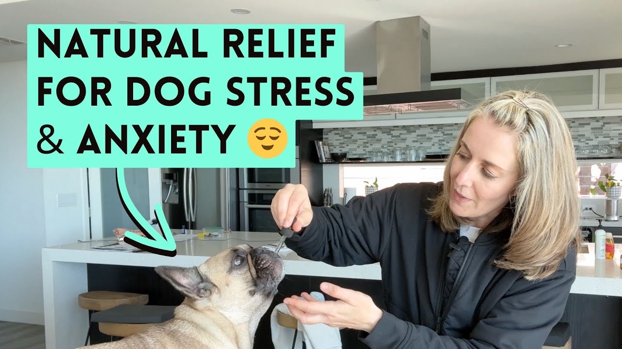 Dog Anxiety & Stress? What Holistic Vets Use for Natural Relief - YouTube