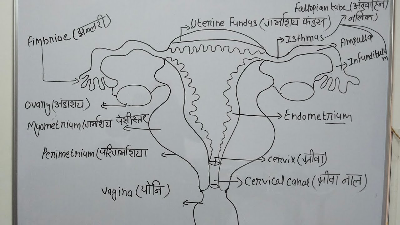 मादा जनन तंत्र |female reproductive system| class 12 biology| Raha bio ...