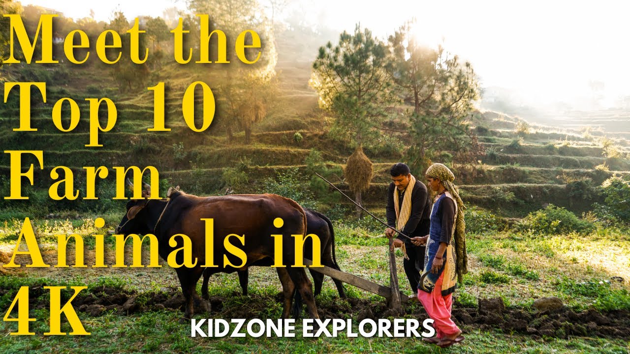 Meet the Top 10 Farm Animals in 4K - YouTube