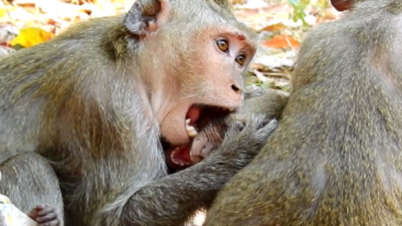 Oops! Why Duches Beat Duke Like This! So Pity Baby Monkey Duke! - YouTube