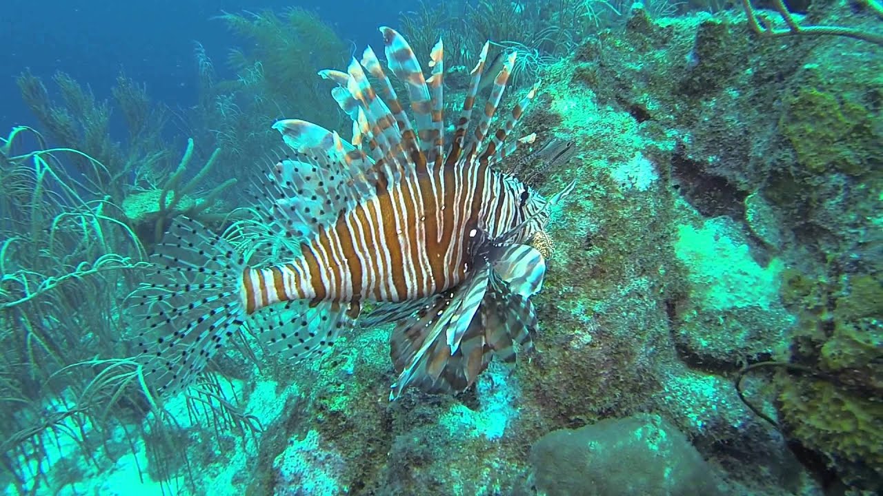 Giant Red Lionfish, Sea Aquarium house reef, Curacao - YouTube
