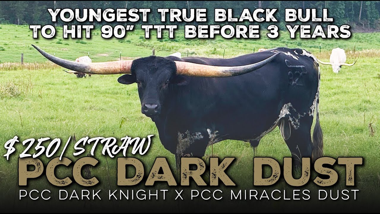 PCC DARK DUST - YouTube