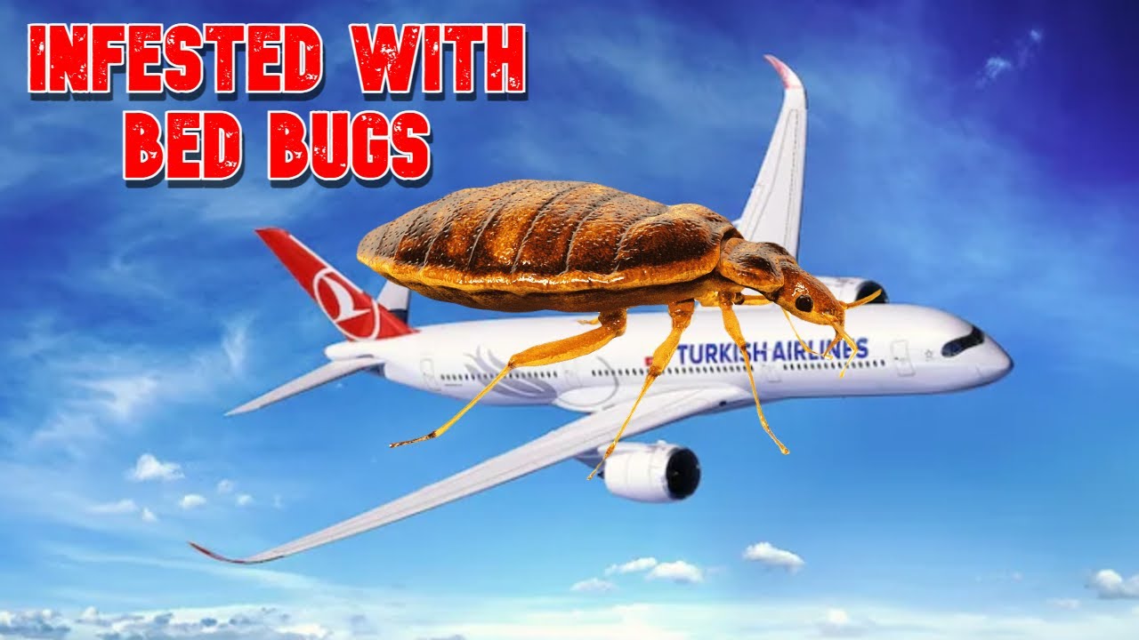Bed Bugs on Turkish Airlines Plane - YouTube