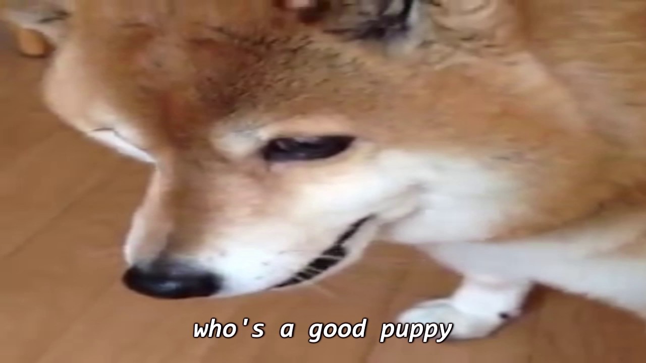 Amazing doggo - YouTube