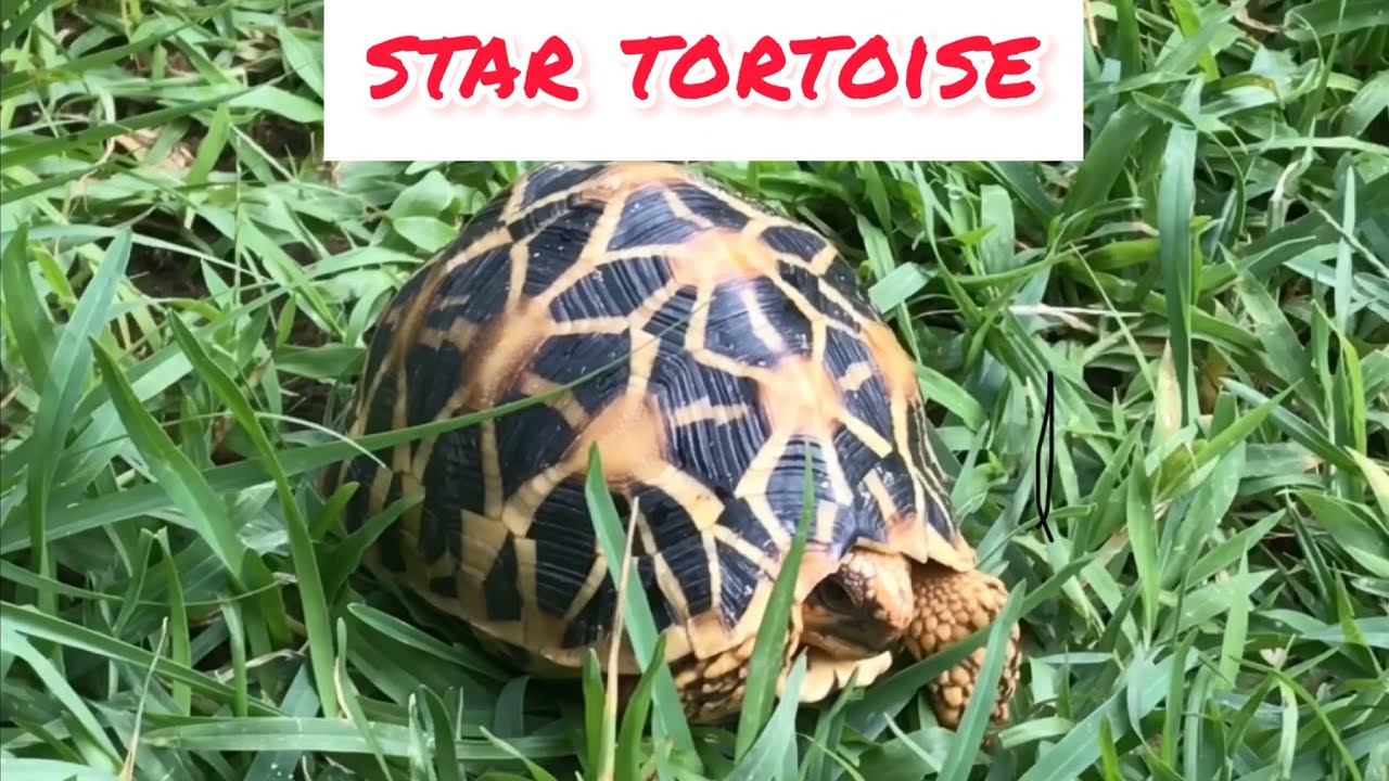 star tortoise⭐️⭐️⭐️ - YouTube