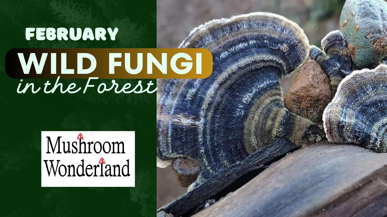 Wild Fungi in the Forest- Feburary 2024 foray - YouTube