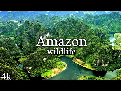 Amazon jungle wildlife of animals | Amazon |Nature and Animals | Amazon ...