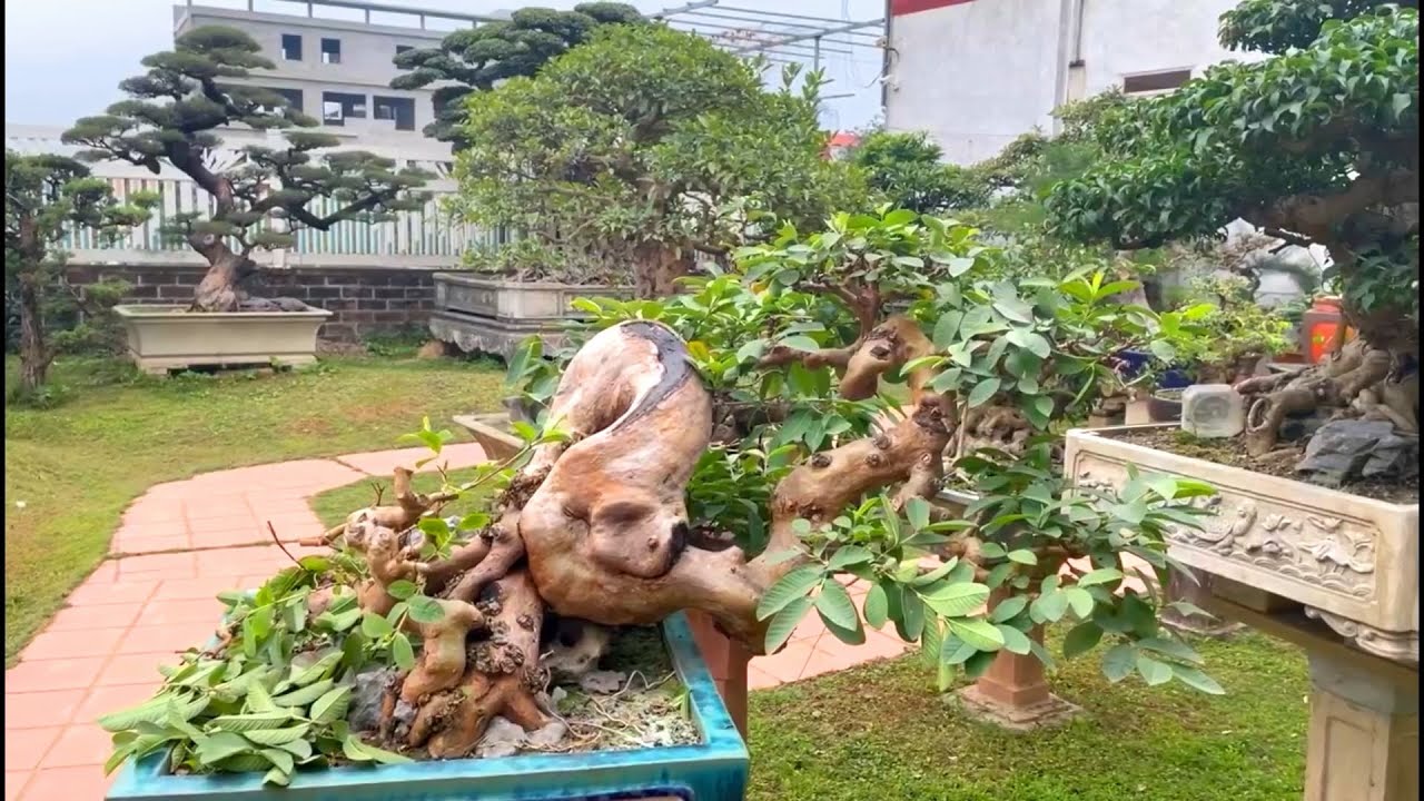 Guava tree Bonsai || Cây Ổi chữ Tâm của Thành Công Kỳ Viên - YouTube