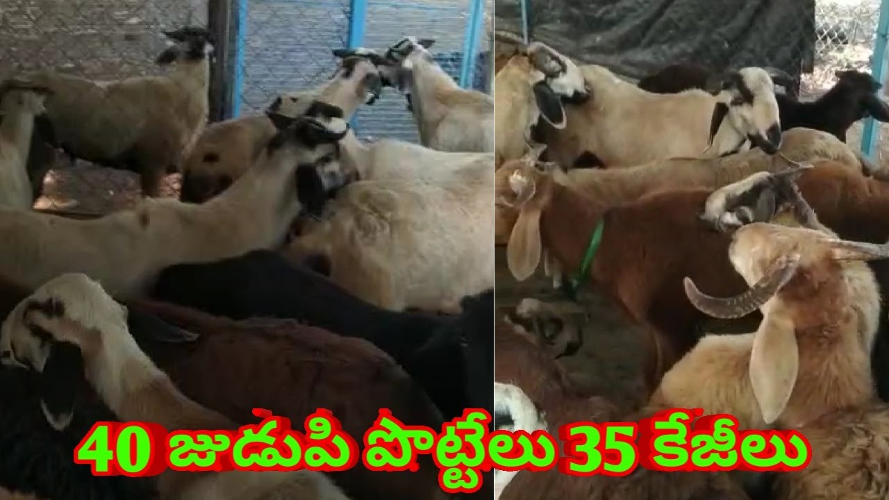 NELLORE JUDUPI SHEEP RAMS BAKRA POTTELU 9030304042 - YouTube
