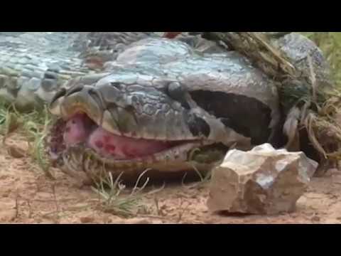 Python Swallows Goat Whole - YouTube