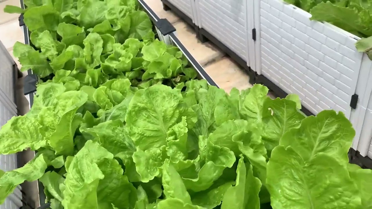 Thu hoach xà lách trông san thuong - YouTube