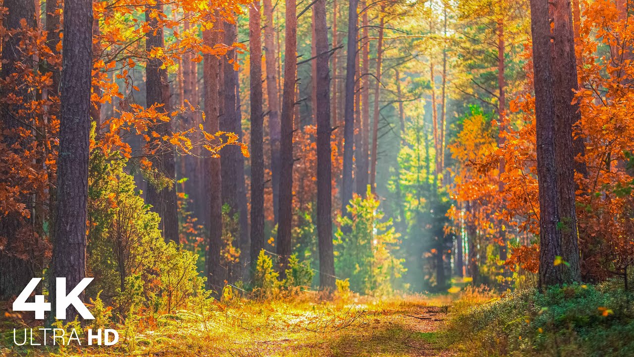 Enchanting Autumn Forests with Beautiful Piano Music🍁4K Autumn Ambience ...