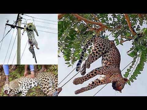 Electrical Shock will Not be Merciful To Animals | Helpless Human See ...