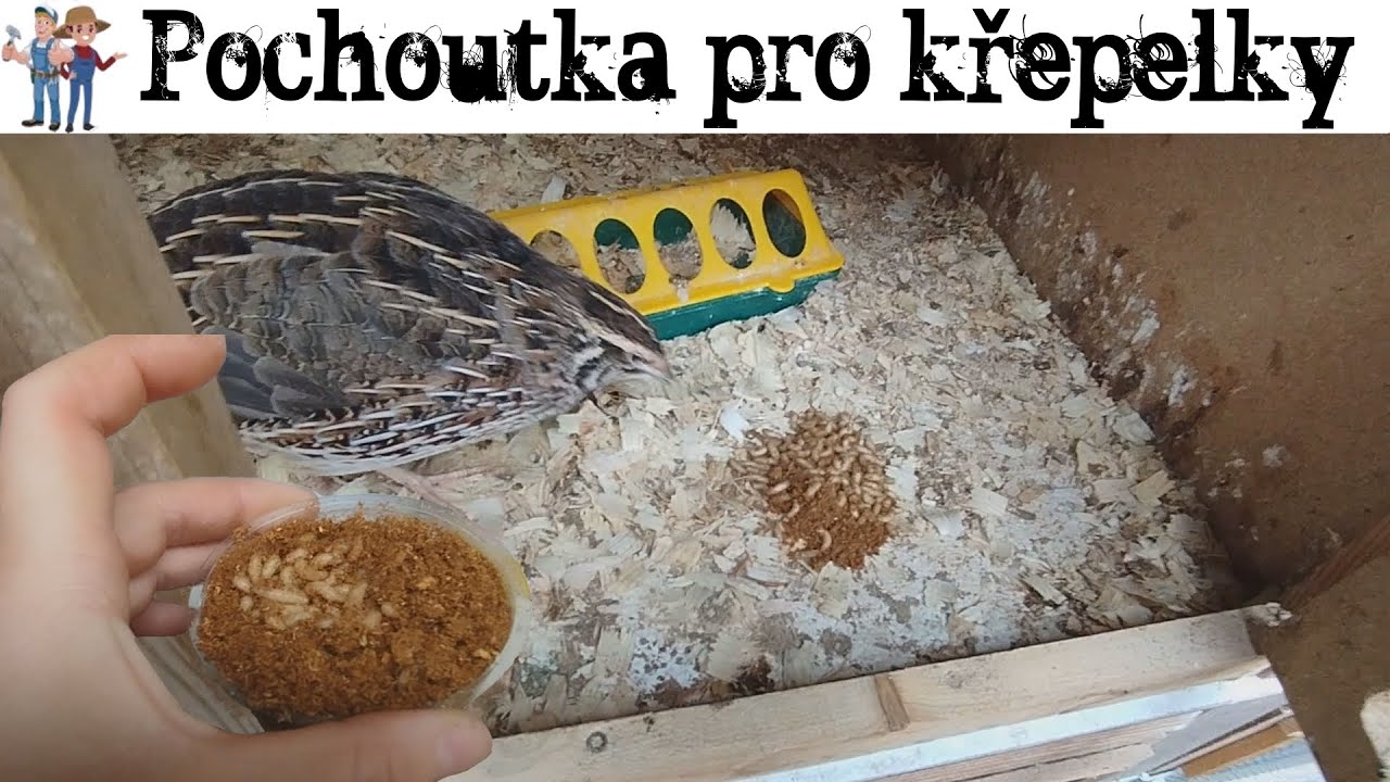 💬 Sépiová Kost a Červíci pro křepelky - YouTube