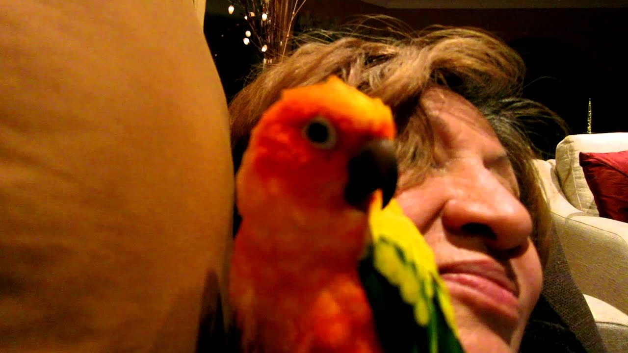 Pepe Attacks! Sun Conure attacking - YouTube