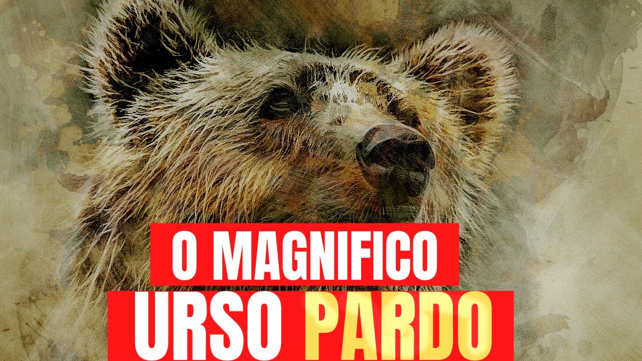 O MAGNIFICO Urso Pardo - Vida dos Animais - YouTube