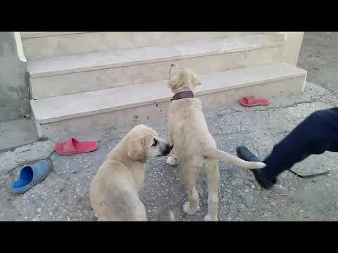 Kangal yavrusu 2 aylık